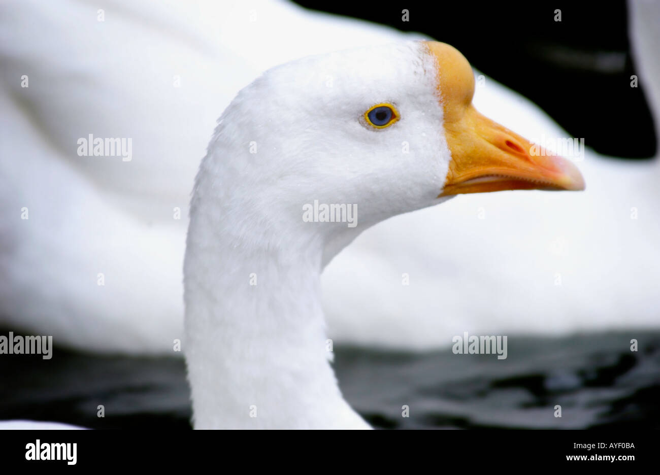 Goose herding hi-res stock photography and images - Alamy