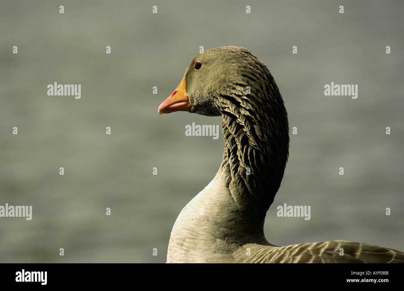 Profile of goose Stock Photo - Alamy
