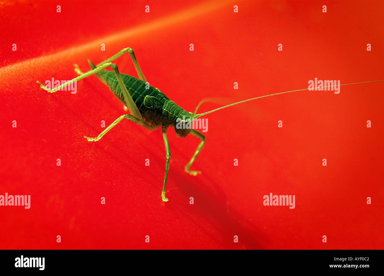Colourful katydid hi-res stock photography and images - Alamy