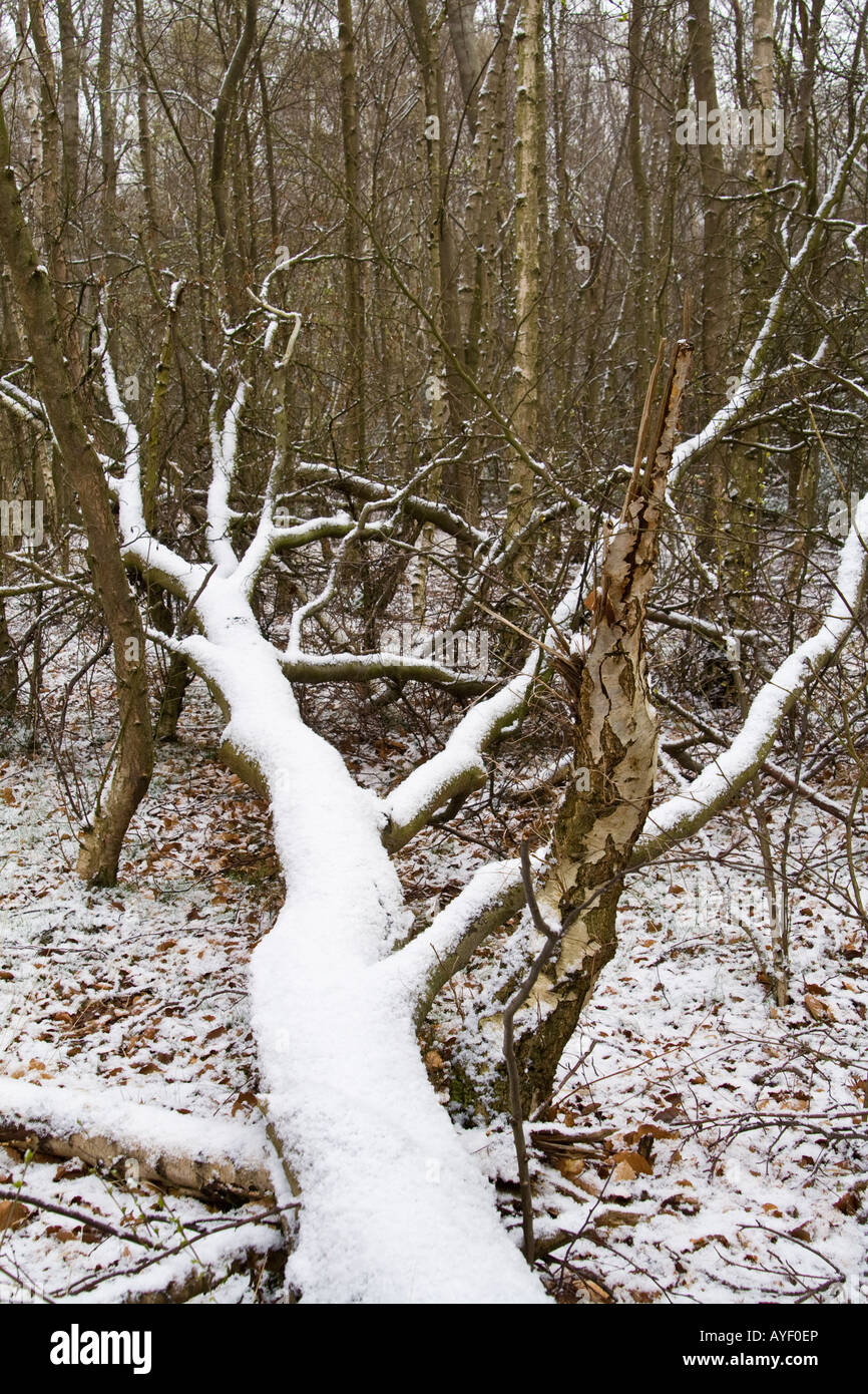 Tree covered in snow hi-res stock photography and images - Alamy