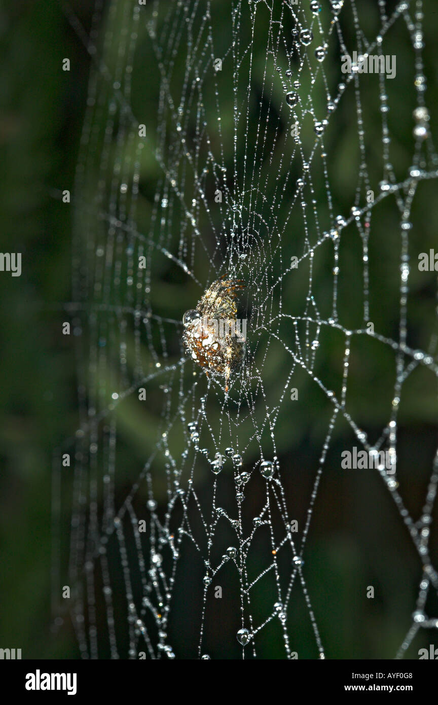 Spider on wet web hi-res stock photography and images - Alamy