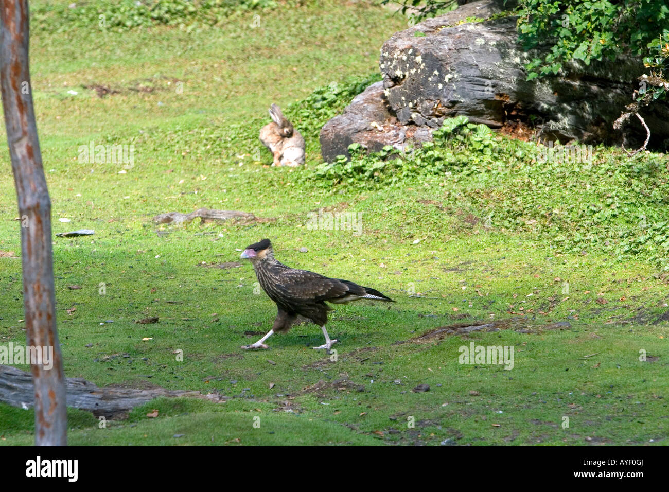 Crested Caracara bird and rabbit in the Tierra del Fuego National Park ...