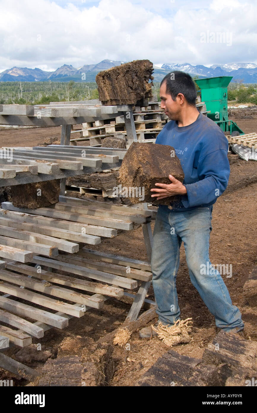 Bolivian man working on a Sphagnum Moss or Peat Moss farm near Ushuaia ...