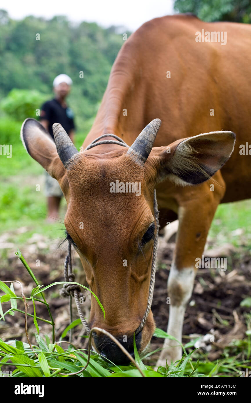 Bali cattle hi-res stock photography and images - Alamy