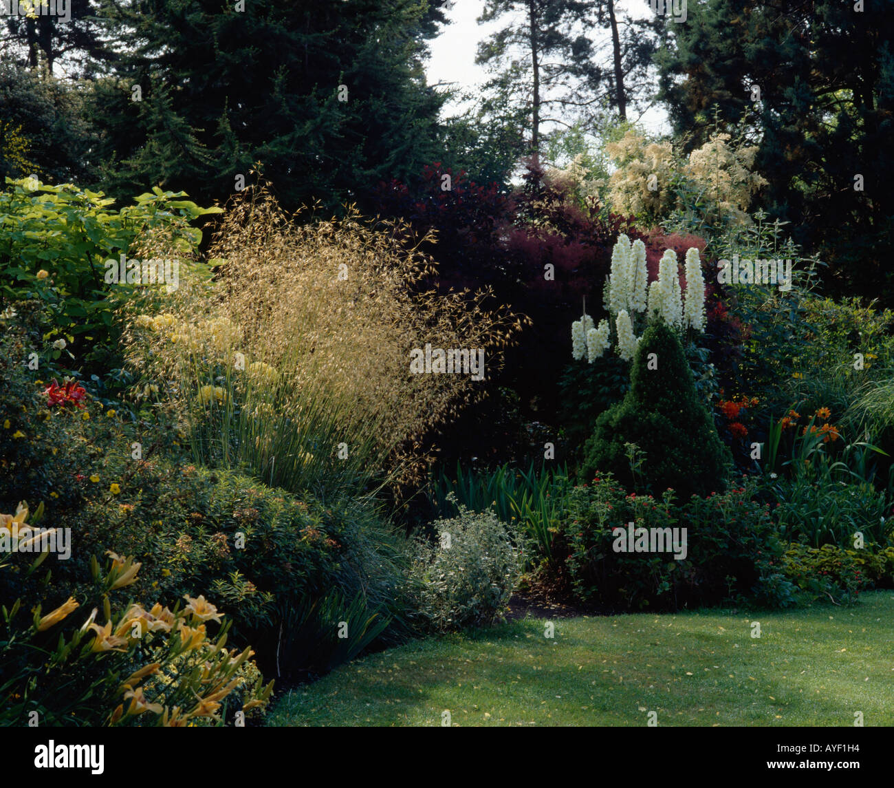 Stipa gigantea and white delphinium in summer garden border Stock Photo ...