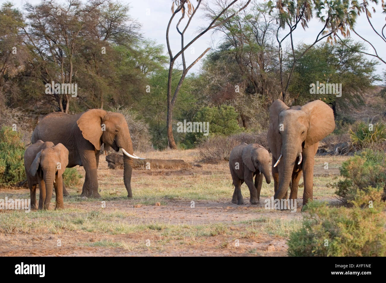 African elephant herd with young calf Maasai Mara Game Reserve Kenya ...