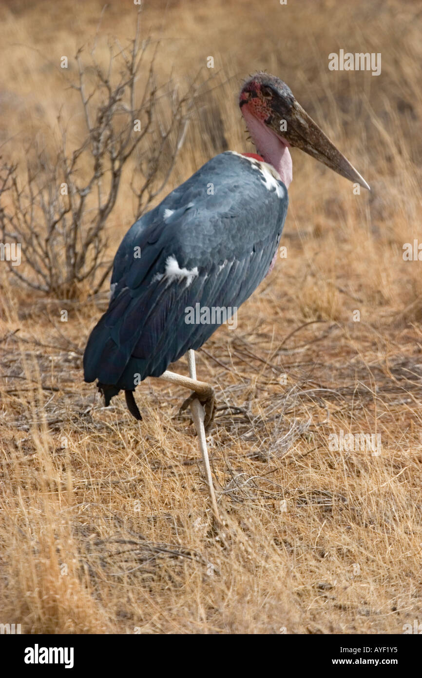Maribou Stork High Resolution Stock Photography and Images - Alamy