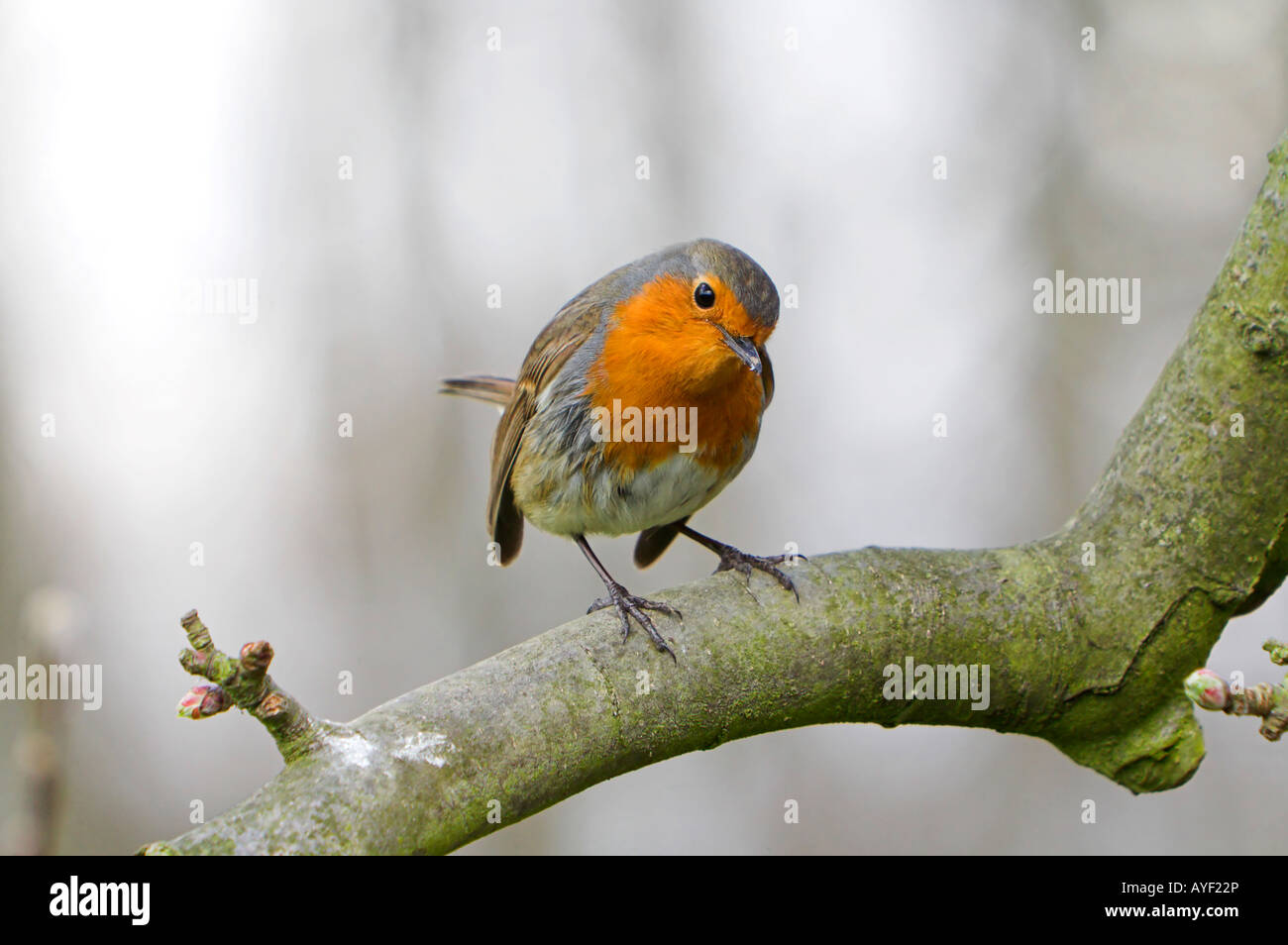 Robin on branch Stock Photo - Alamy