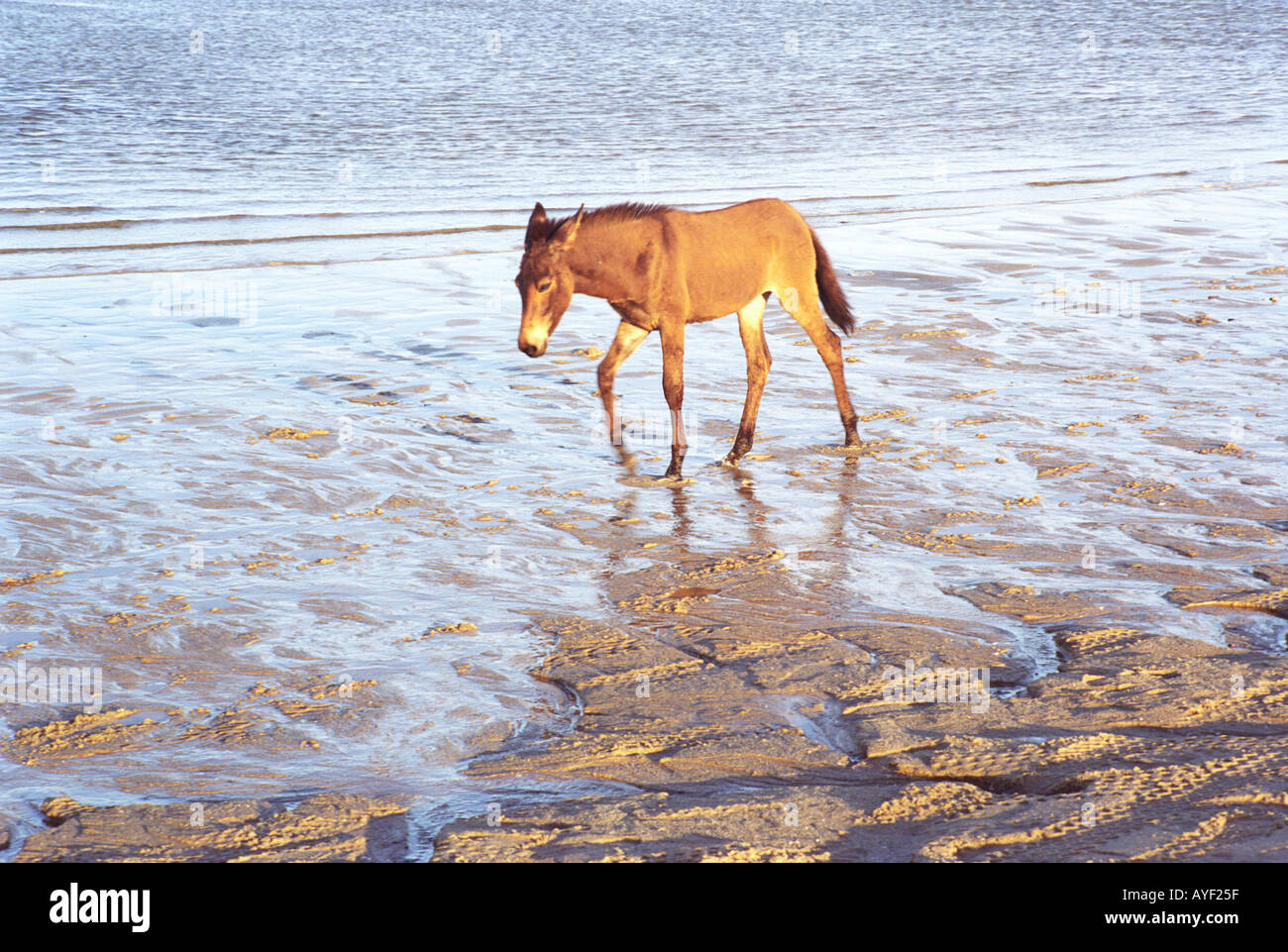 Single donkey walking on a beach San Felipe Baja California Mexico ...