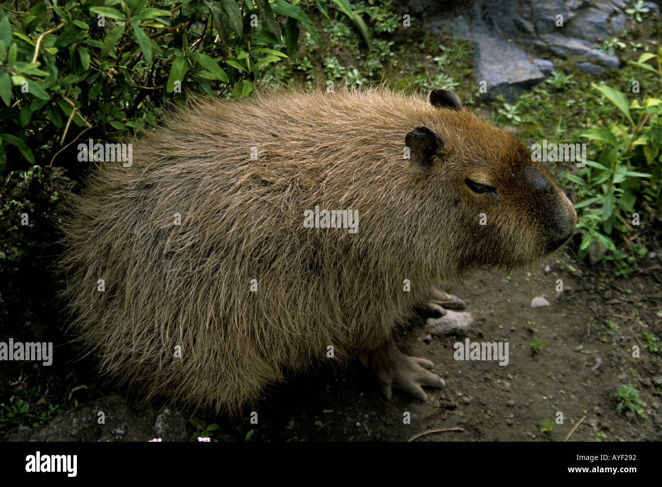 Ecuador capybara hydrochaeris hydrochaeris hi-res stock photography and ...
