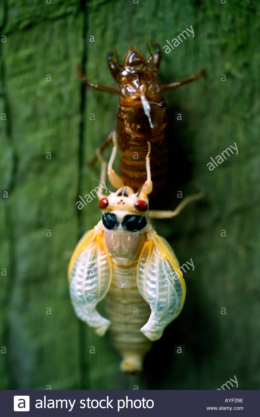 Periodical Cicada Nymph High Resolution Stock Photography and Images ...