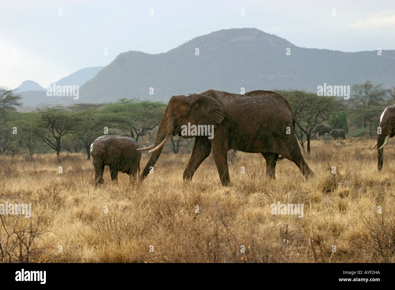 African elephant and calf with large ivory tusks Maasai Mara Game ...