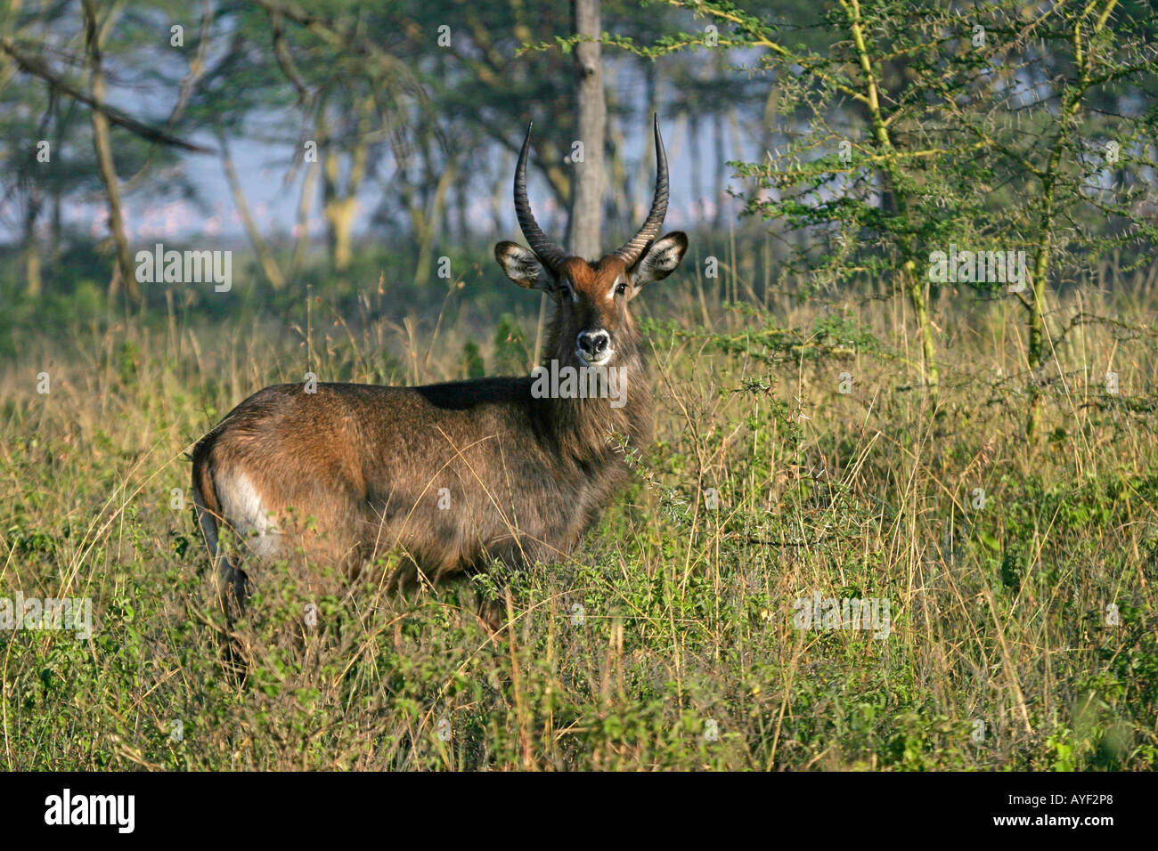 male water buck Kenya Stock Photo - Alamy