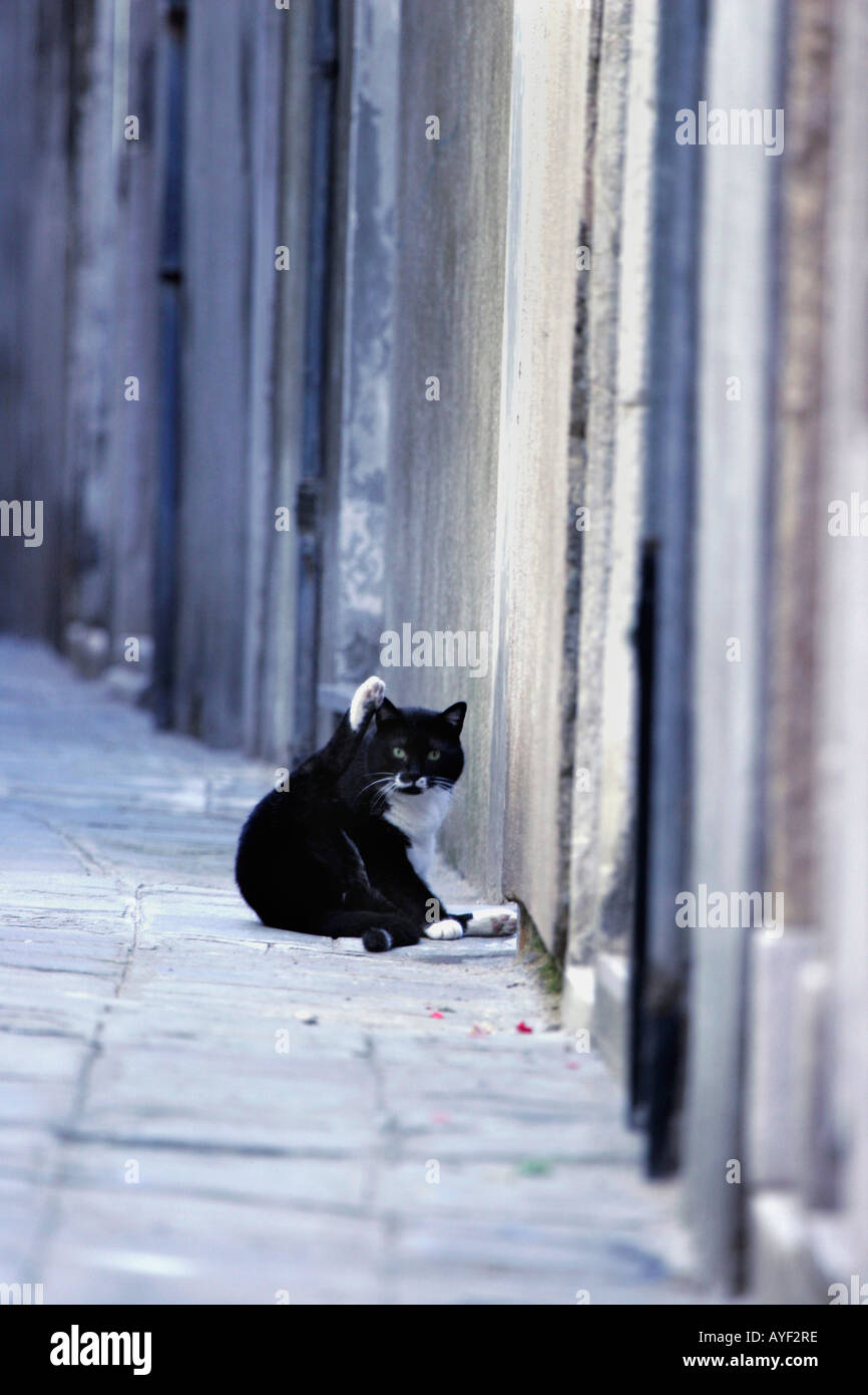 Alley cat hi-res stock photography and images - Alamy