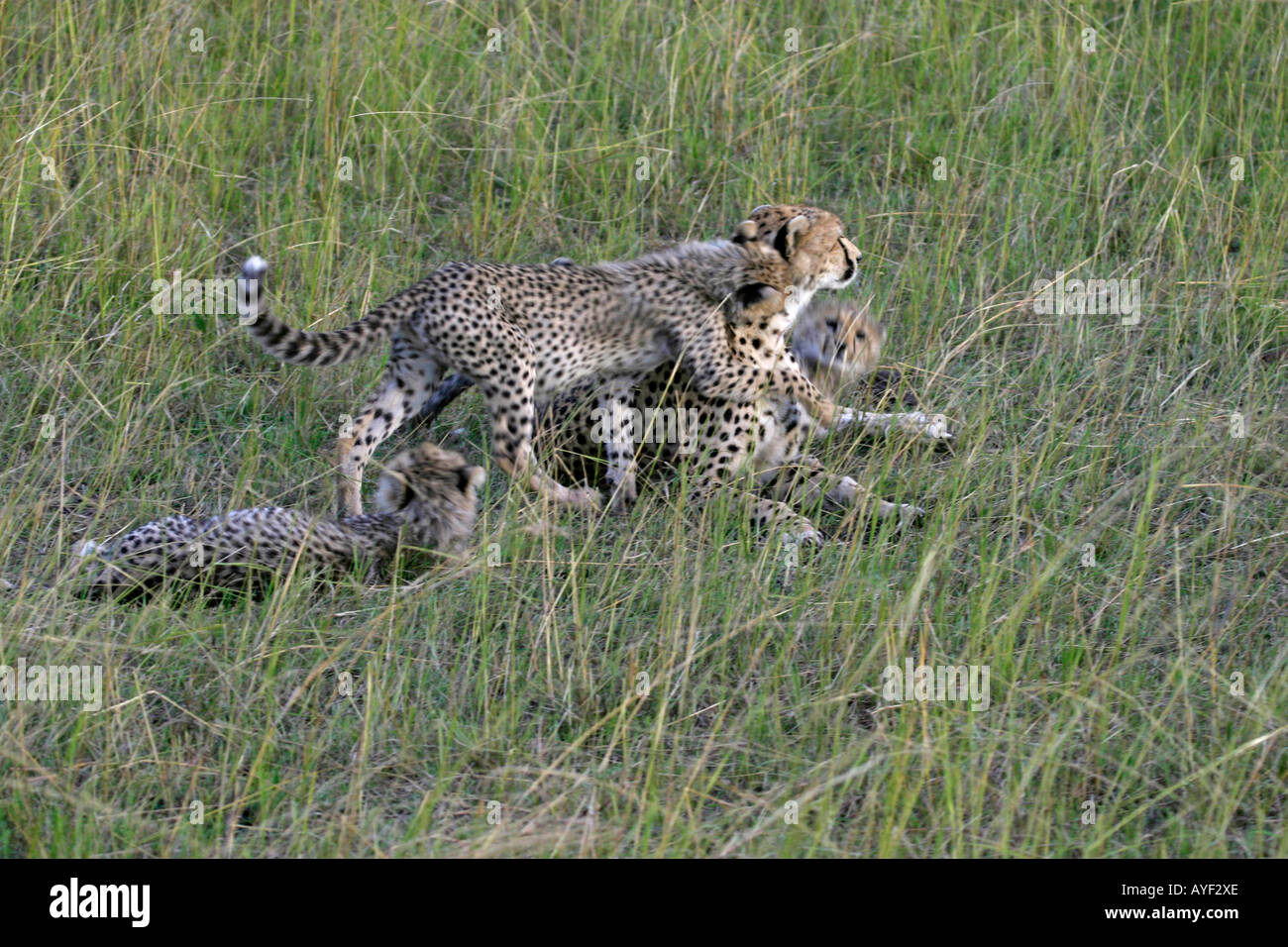 Romping cat hi-res stock photography and images - Alamy