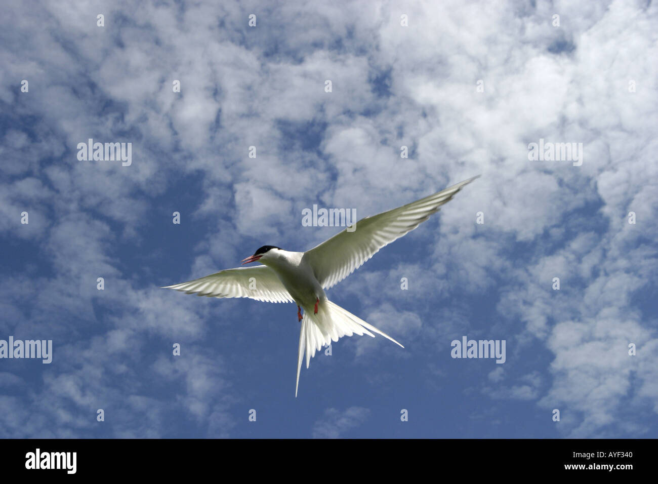 Tern on turn hi-res stock photography and images - Alamy