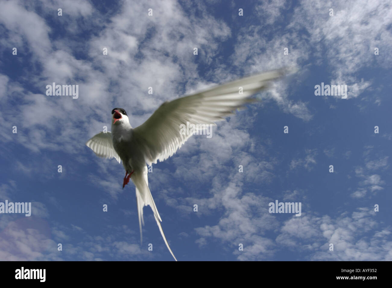 Tern on turn hi-res stock photography and images - Alamy