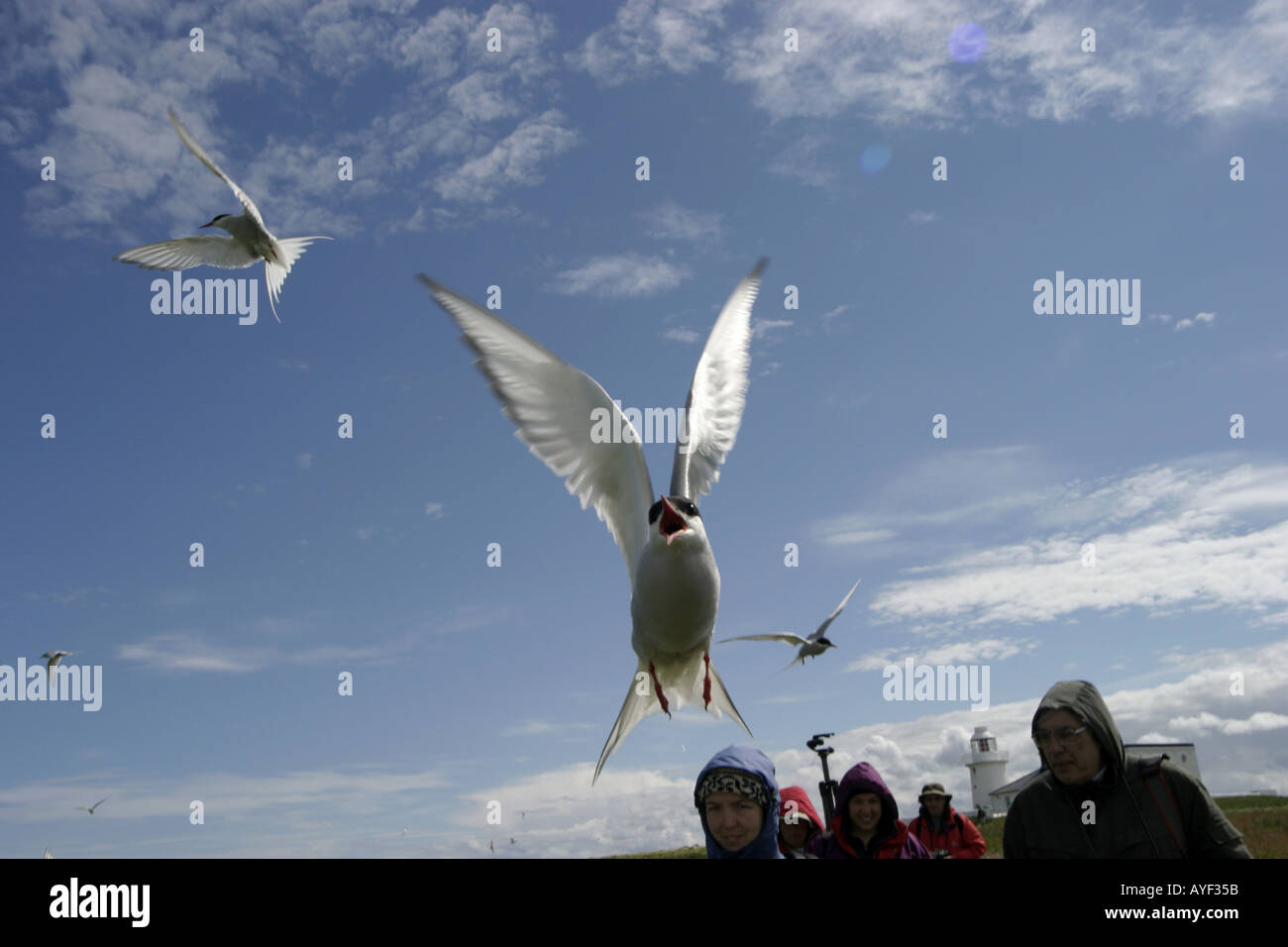Common Terns attacking Stock Photo - Alamy