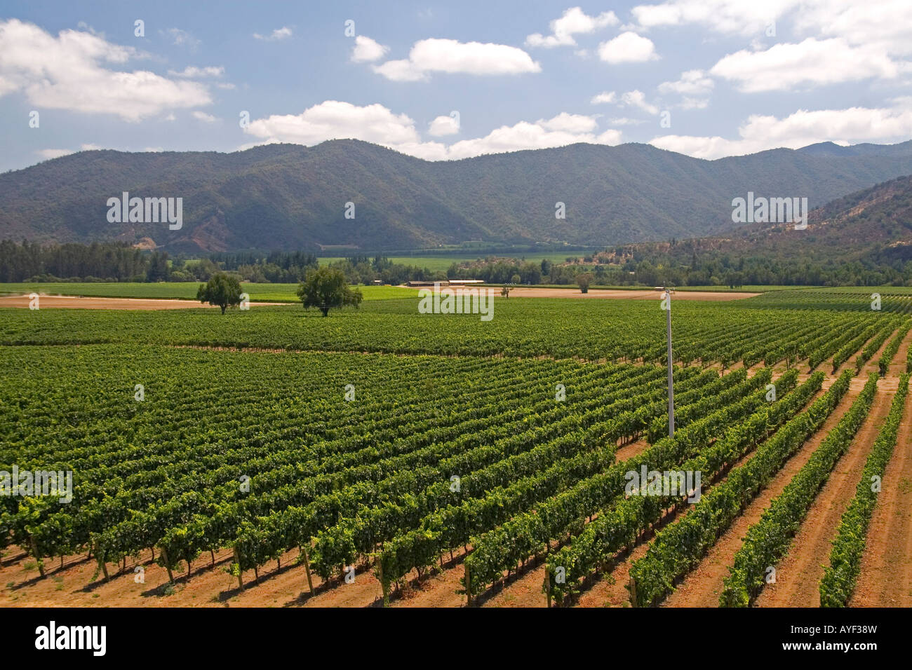 Vineyard chile hi-res stock photography and images - Alamy