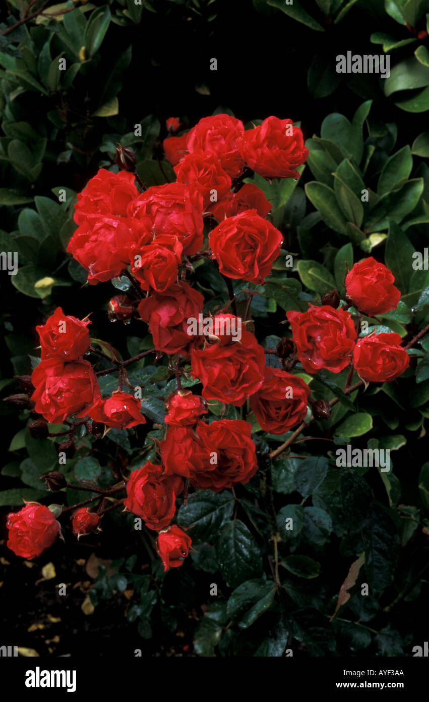 Small Red Roses Bush Stock Photo - Alamy
