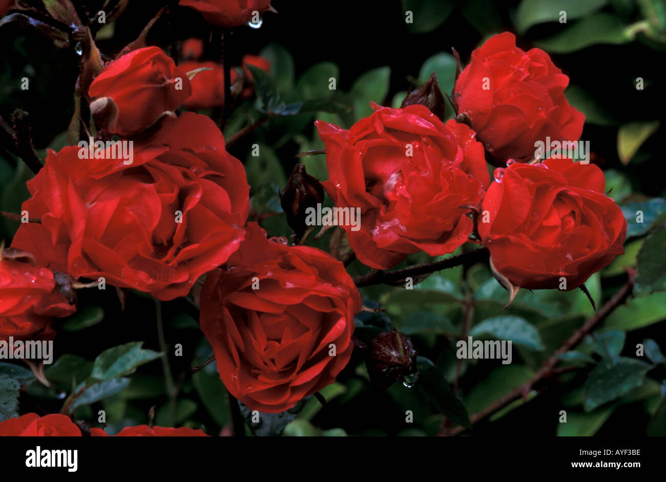 Small Red Roses Stock Photo - Alamy