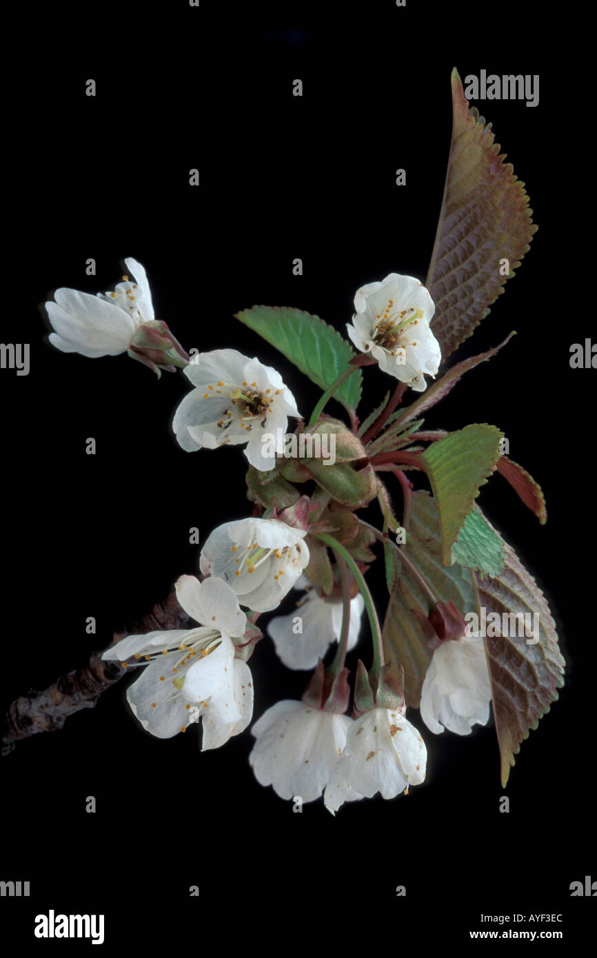 Scottish cherry blossom hi-res stock photography and images - Alamy