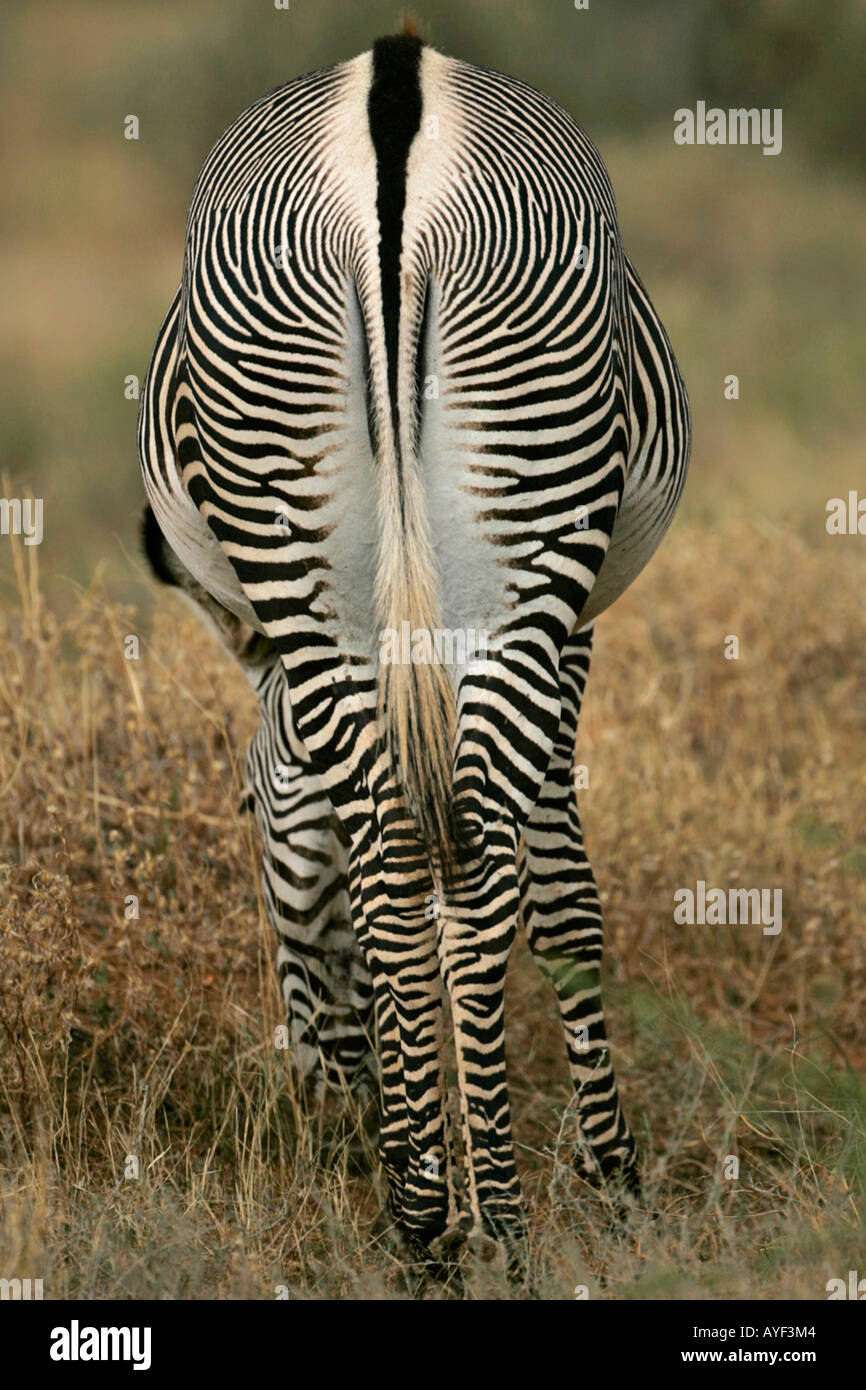 Rear end of zebra hi-res stock photography and images - Alamy
