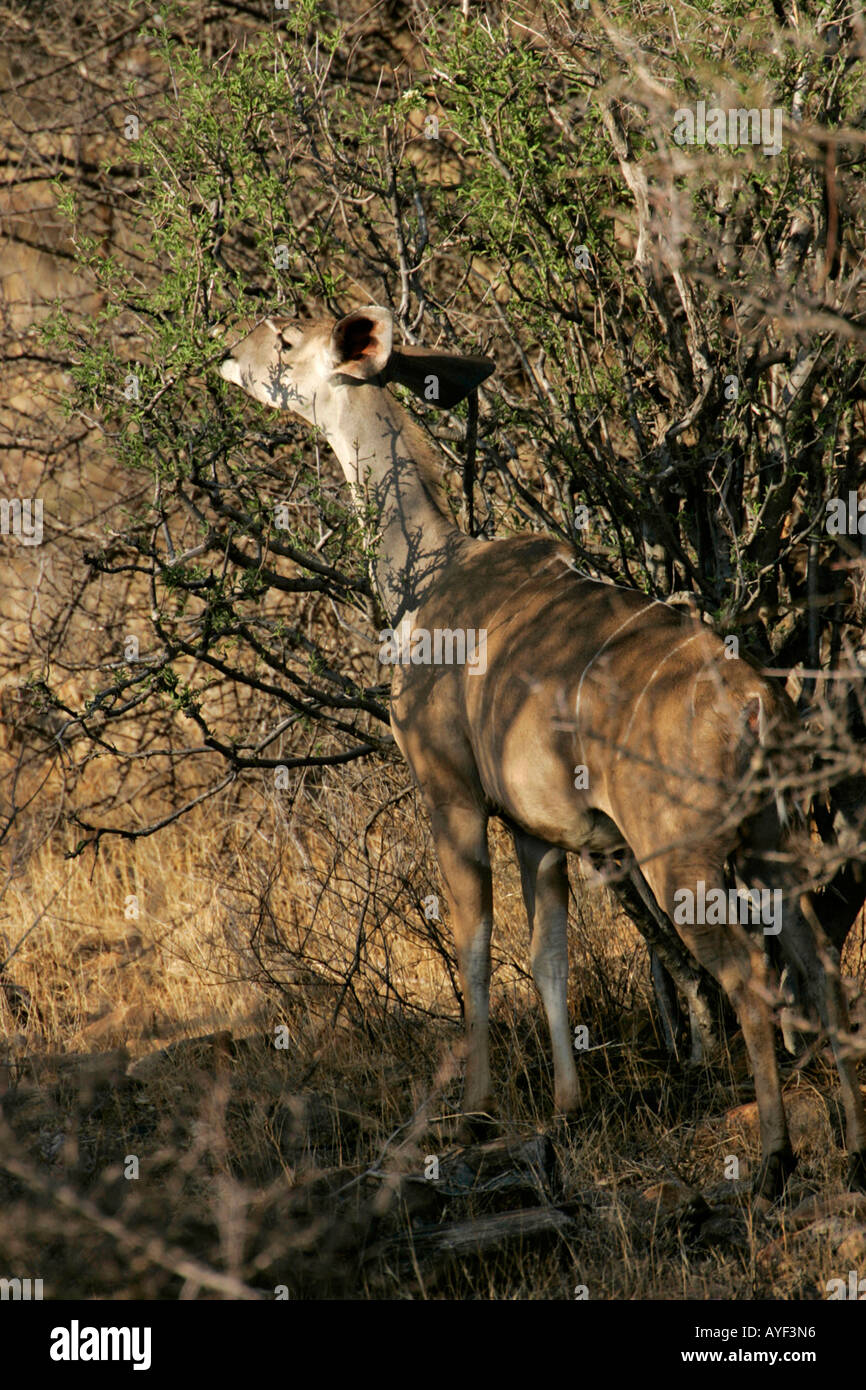 endangered lesser kudu Africa Kenya Samburu National Park Stock Photo ...