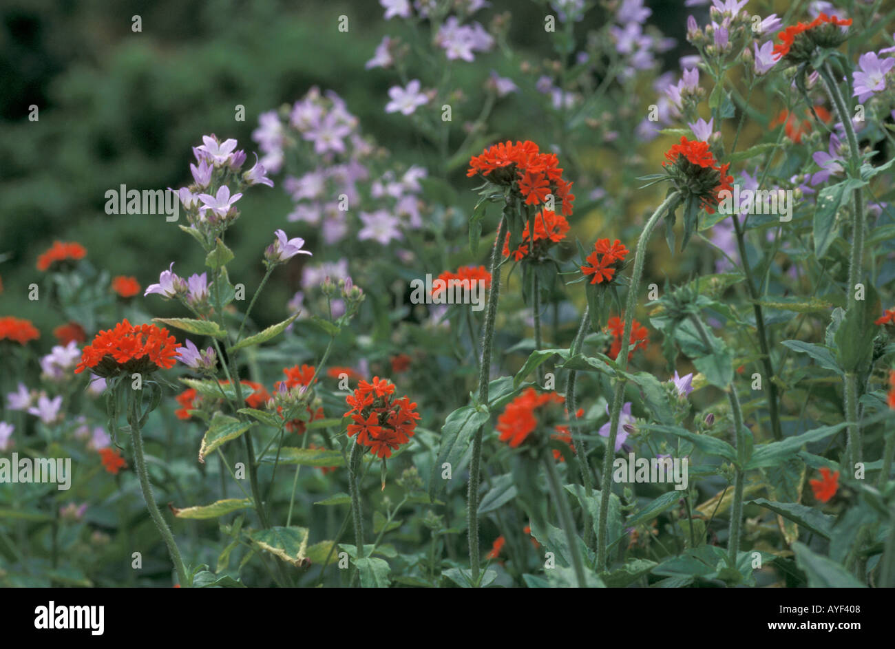 Patch of greenery hi-res stock photography and images - Alamy