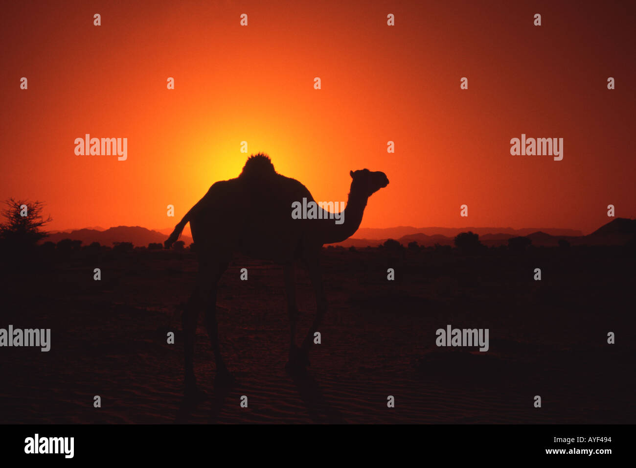 Camel by sunset Stock Photo - Alamy