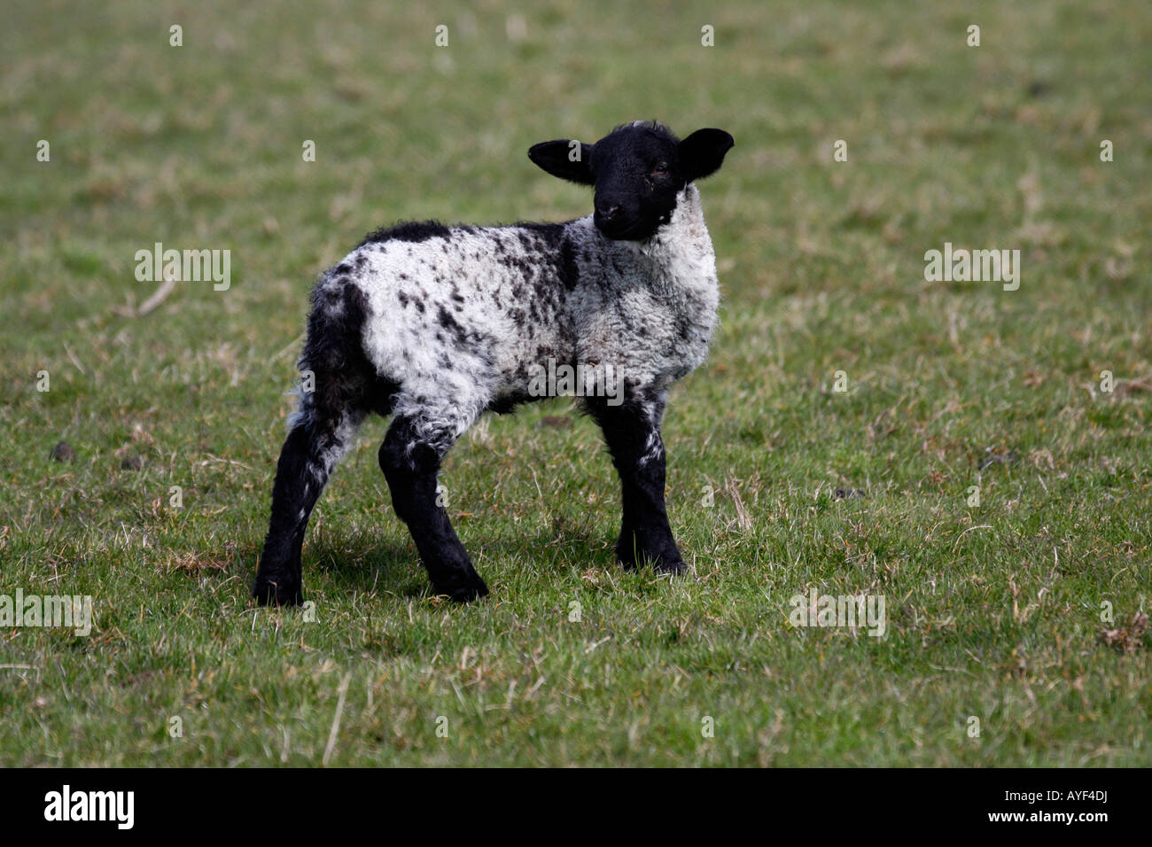 Ferme farming hi-res stock photography and images - Alamy