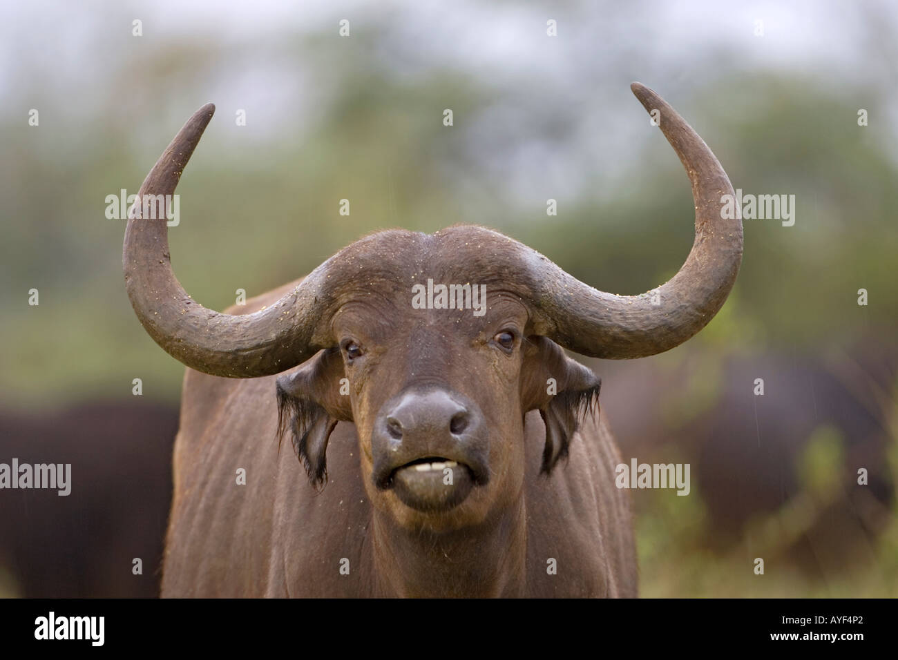 African buffalo headshot hi-res stock photography and images - Alamy