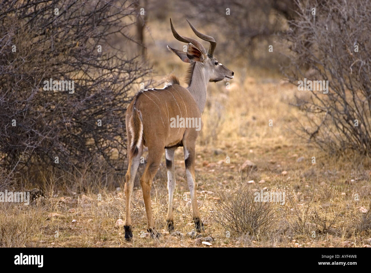 Lesser male kudu hi-res stock photography and images - Alamy