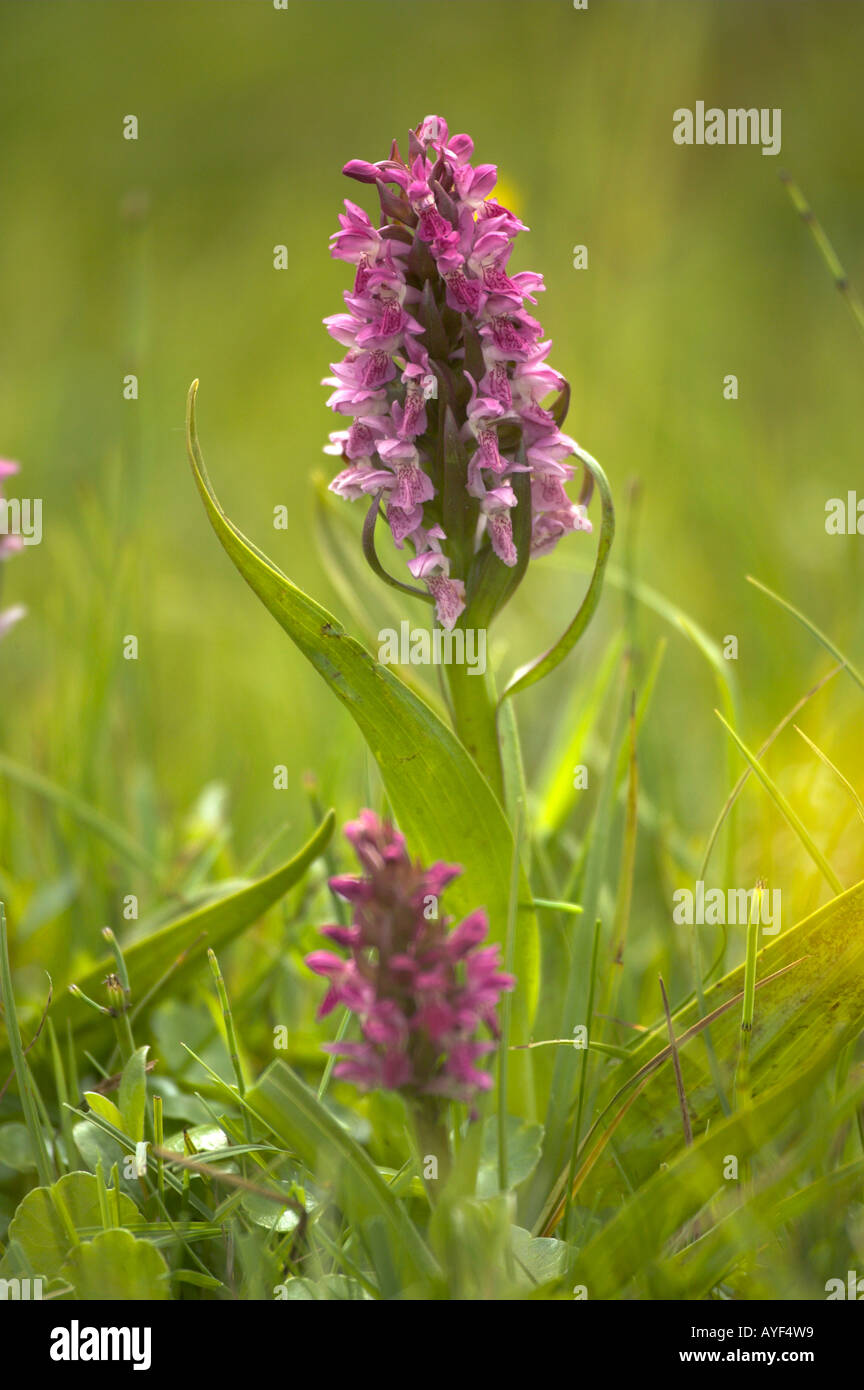 Rare british orchid hi-res stock photography and images - Alamy