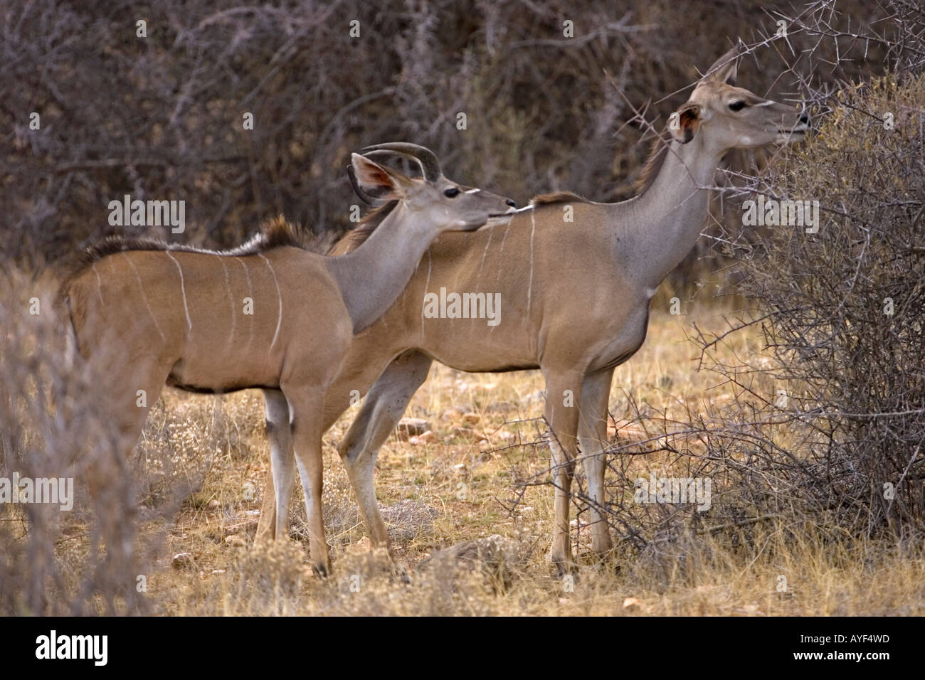 Northern lesser kudu hi-res stock photography and images - Alamy