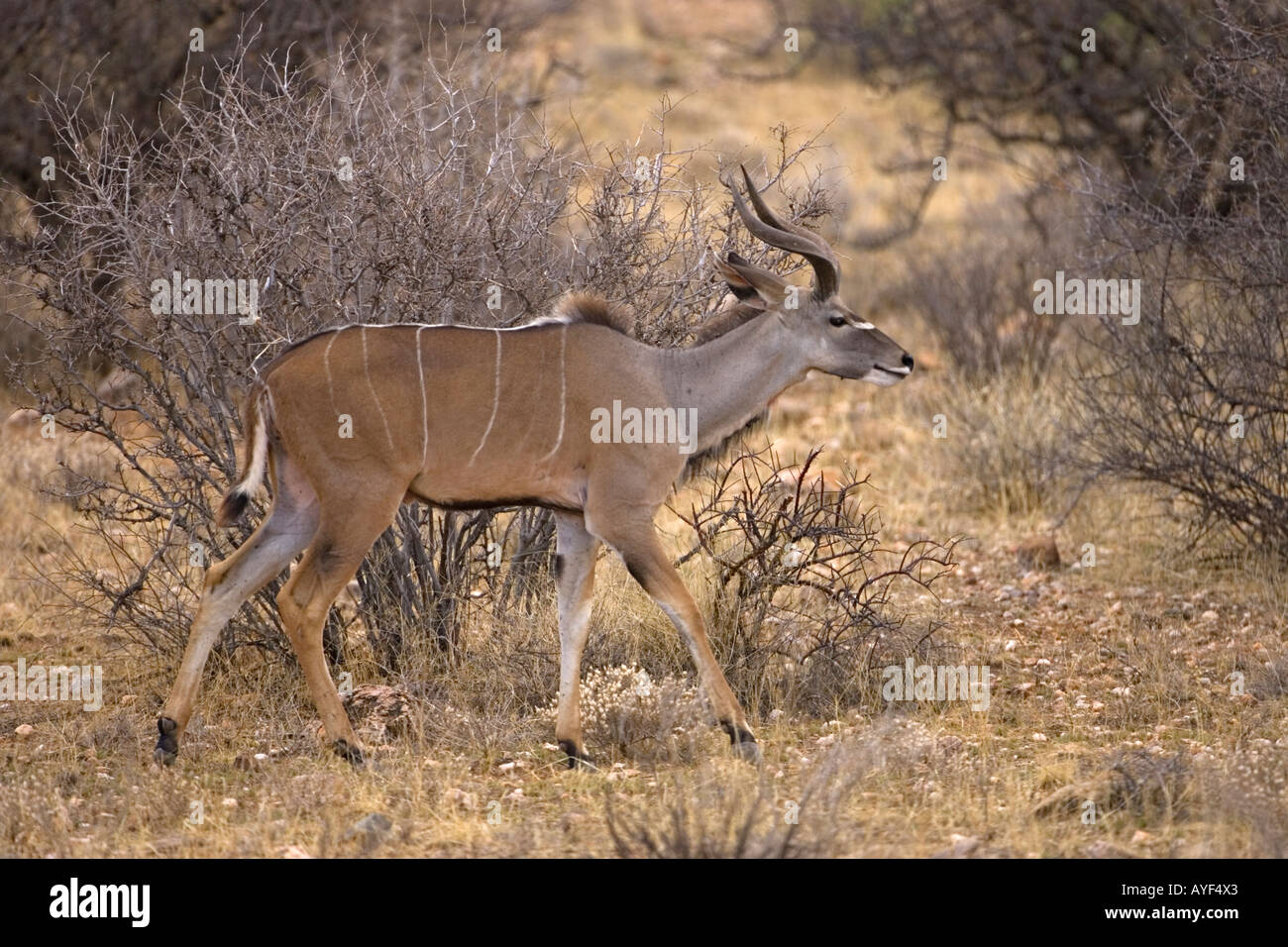 Lesser male kudu hi-res stock photography and images - Alamy