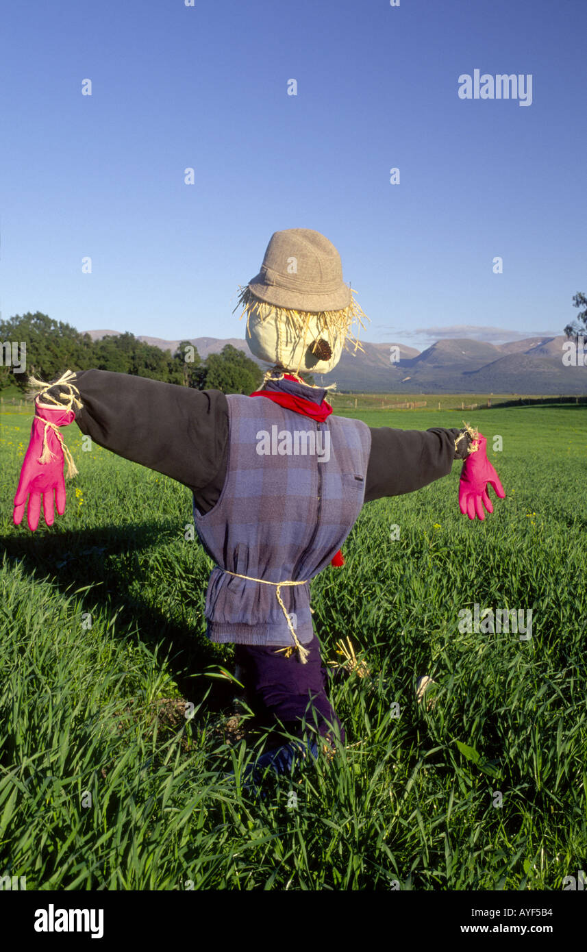 Bird Scarecrow Stock Photo - Alamy