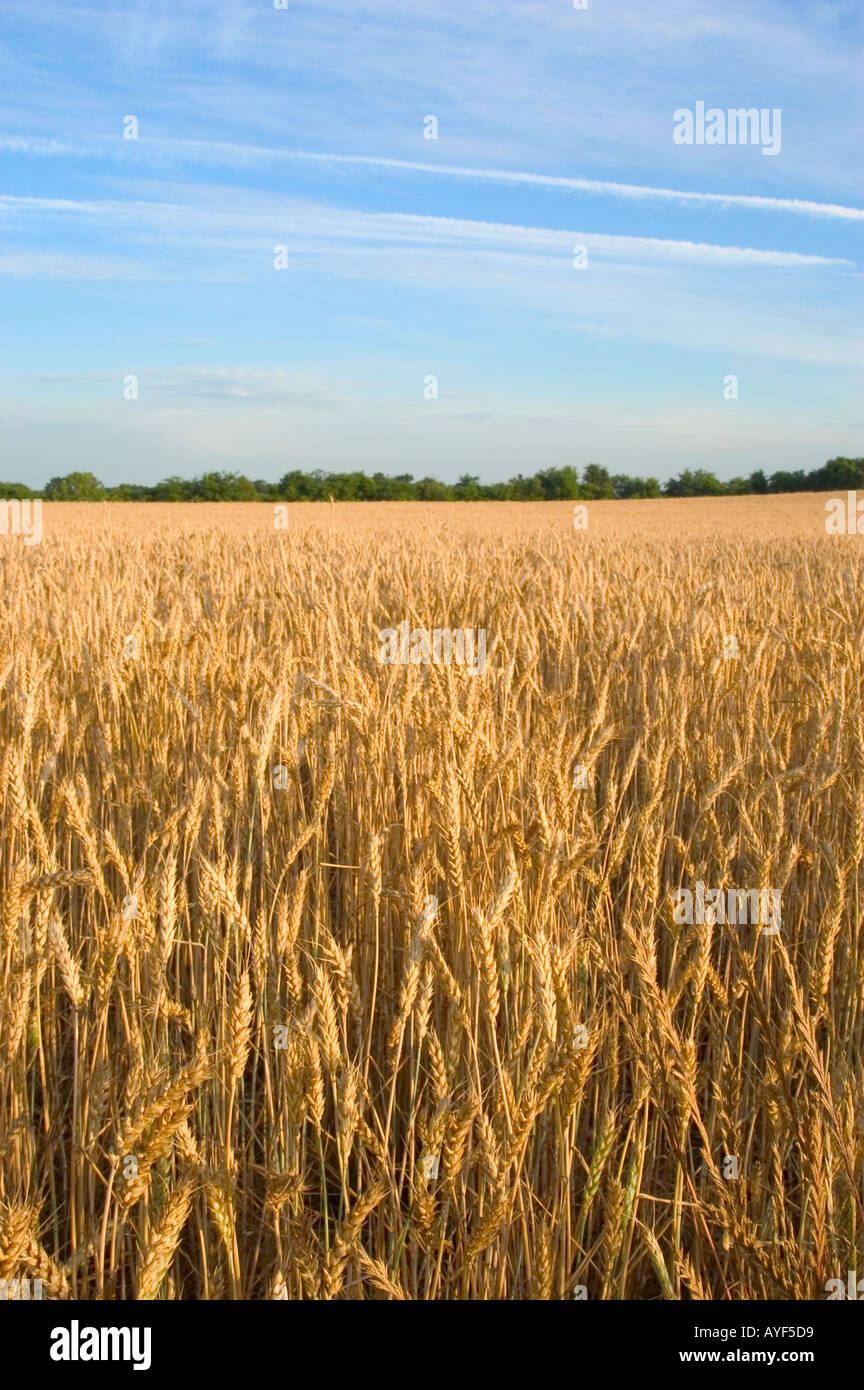 Grain Field in North Carolina Stock Photo - Alamy