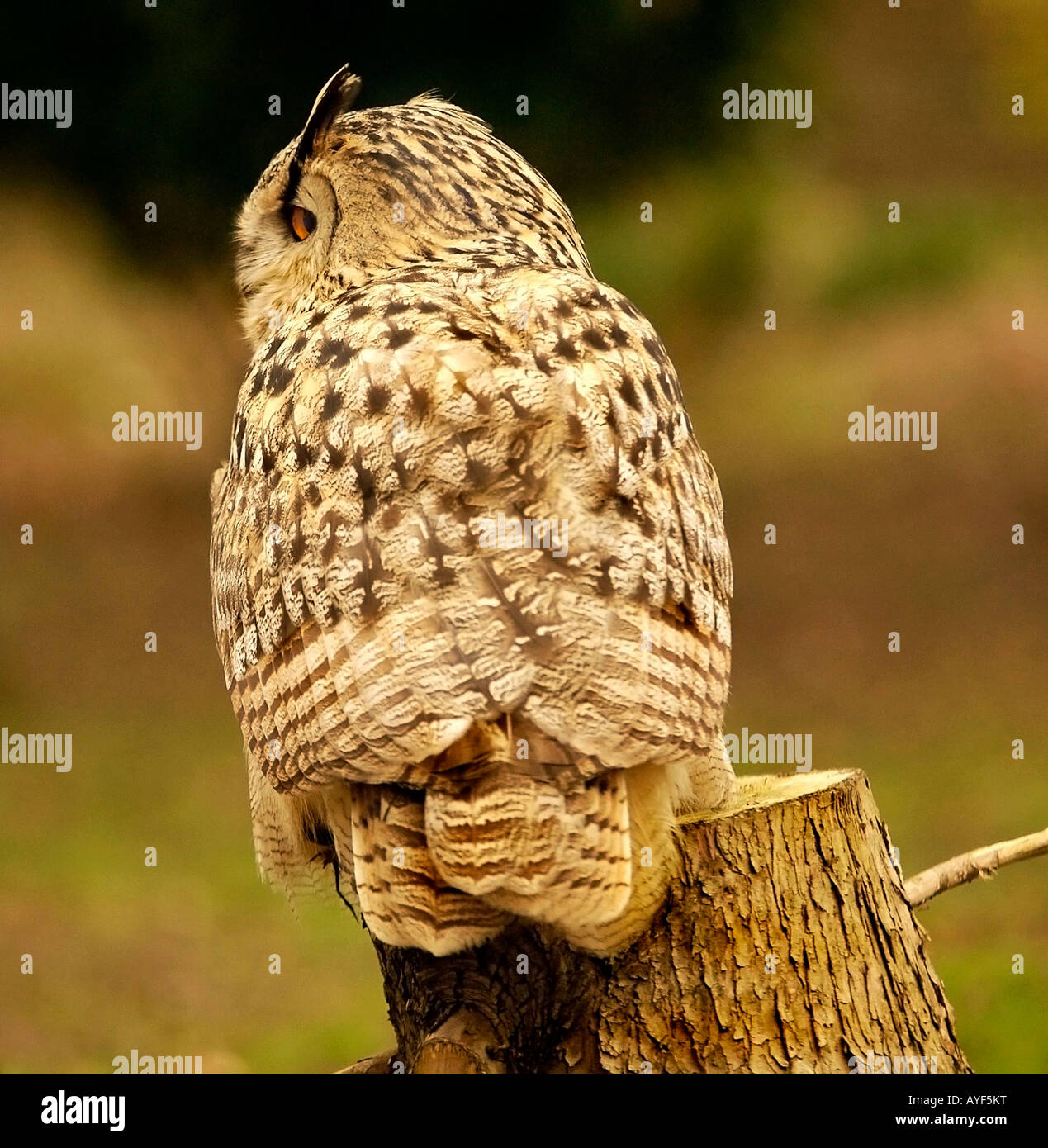Owl . Birds Stock Photo - Alamy