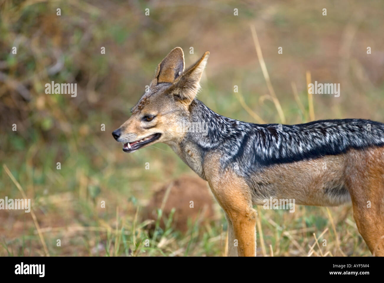 silver-backed jackal Maasai Mara Stock Photo - Alamy