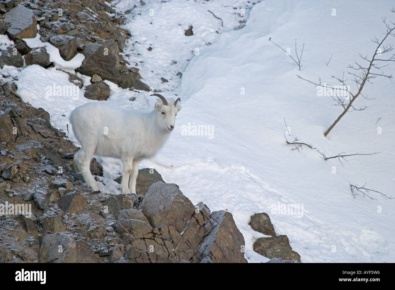 Dall sheep habitat hi-res stock photography and images - Alamy