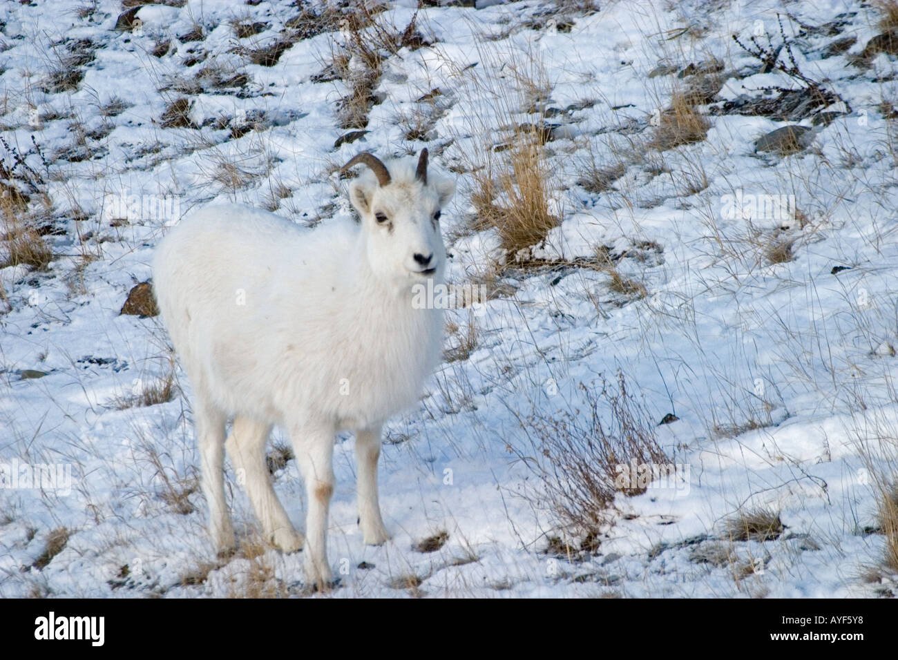 Dall sheep habitat hi-res stock photography and images - Alamy