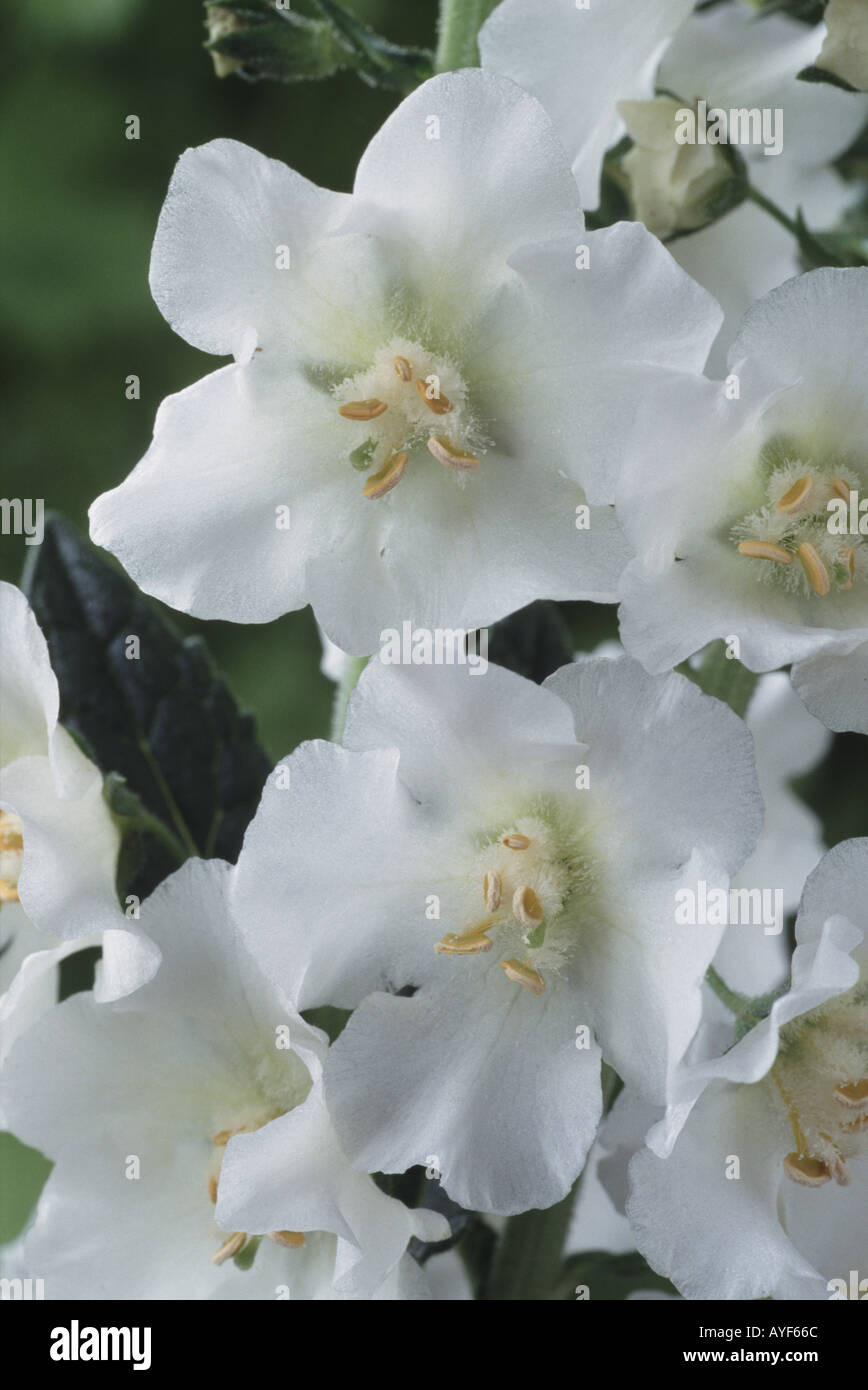Verbascum phoeniceum hybrids. One colour from mixed. Mullein Stock ...