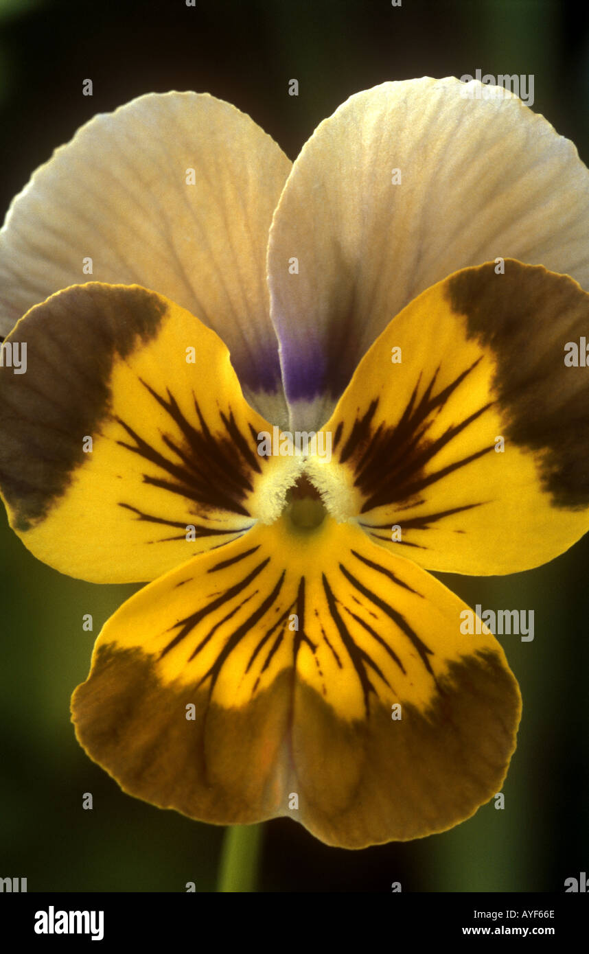 Viola 'Green Goddess'. Pansy, Violet Stock Photo - Alamy