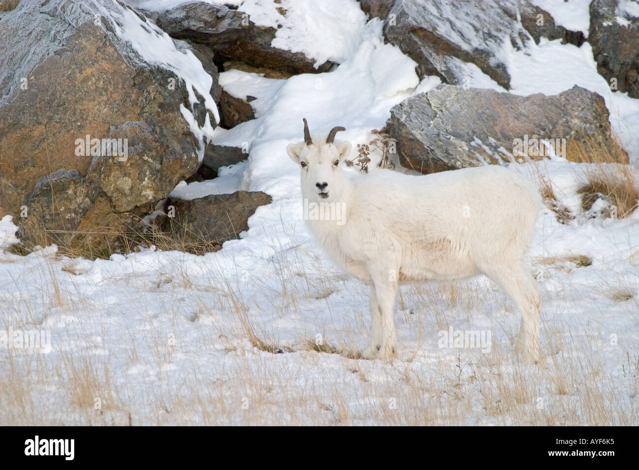 Dall sheep habitat hi-res stock photography and images - Alamy