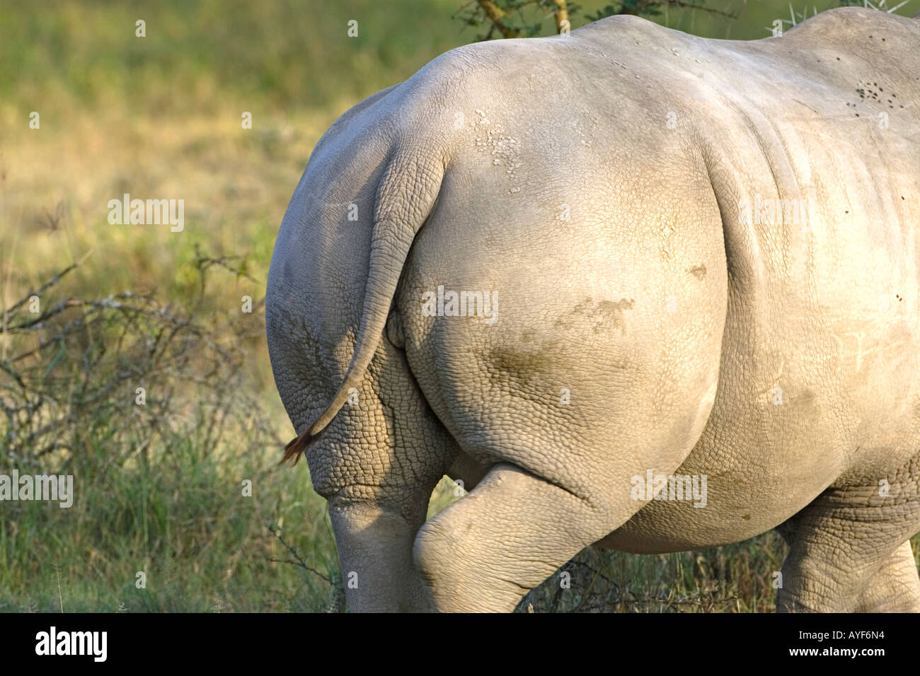 White rhino rear hi-res stock photography and images - Alamy