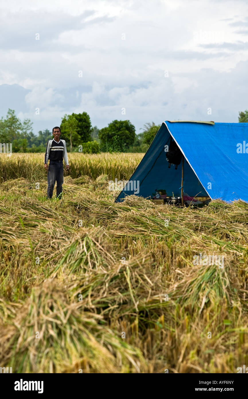Threshing rice by hand hi-res stock photography and images - Alamy