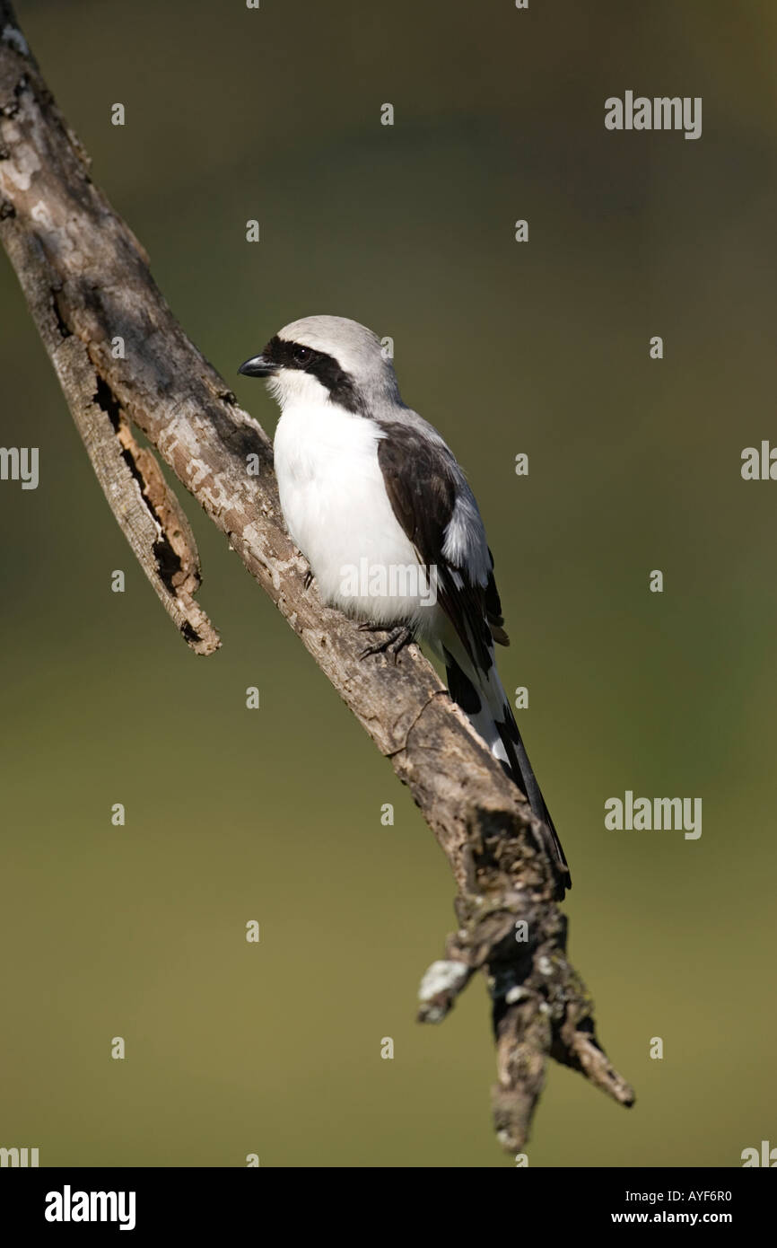 Long Tailed Fiscal Shrike High Resolution Stock Photography and Images ...