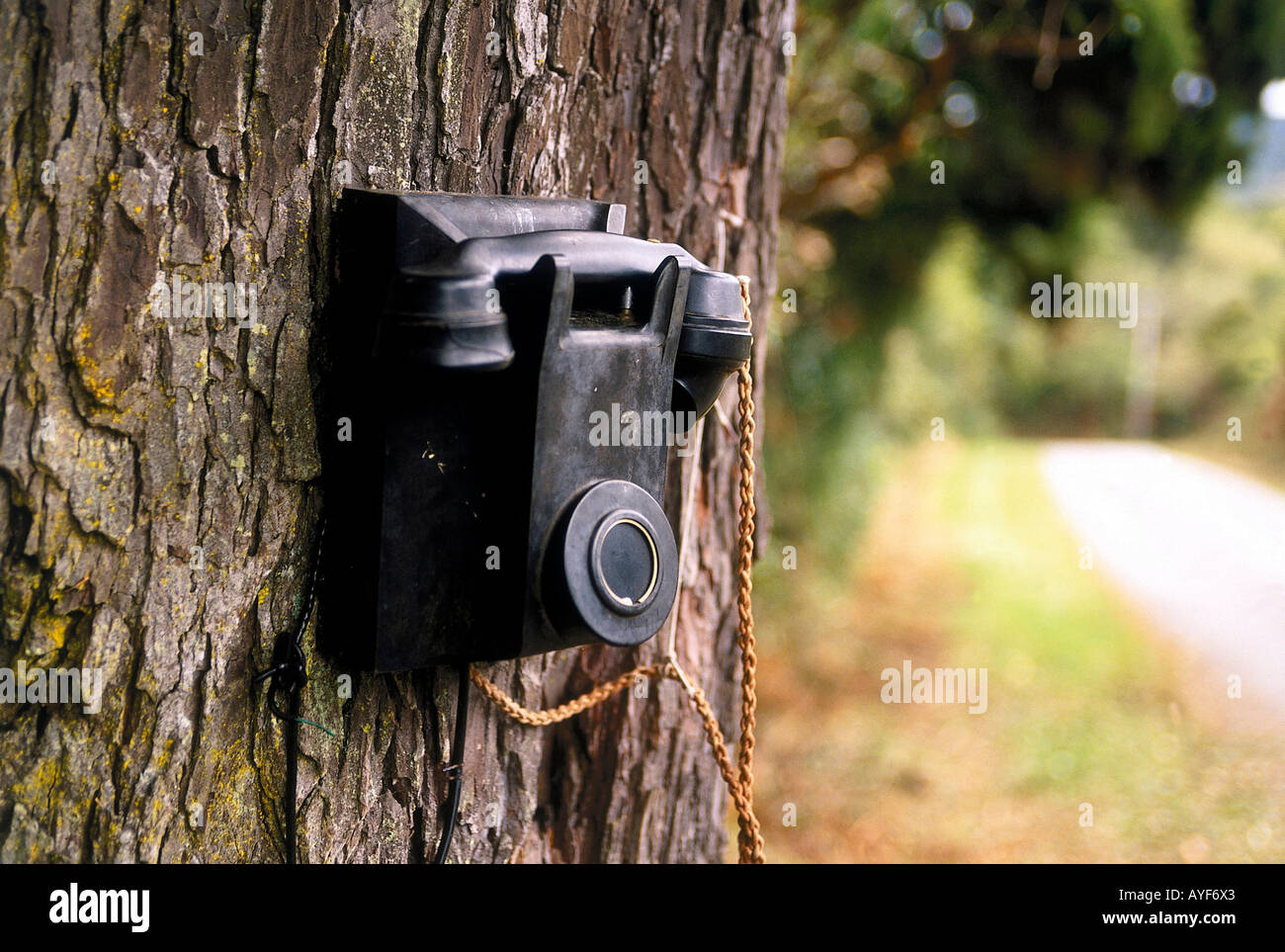 Bush Telephone on a tree Stock Photo - Alamy