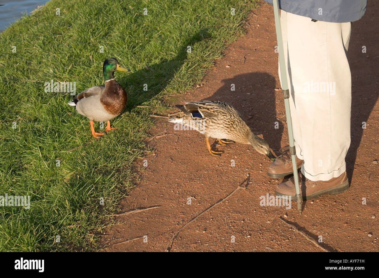 A duck pecking at a walkers foot Stock Photo - Alamy